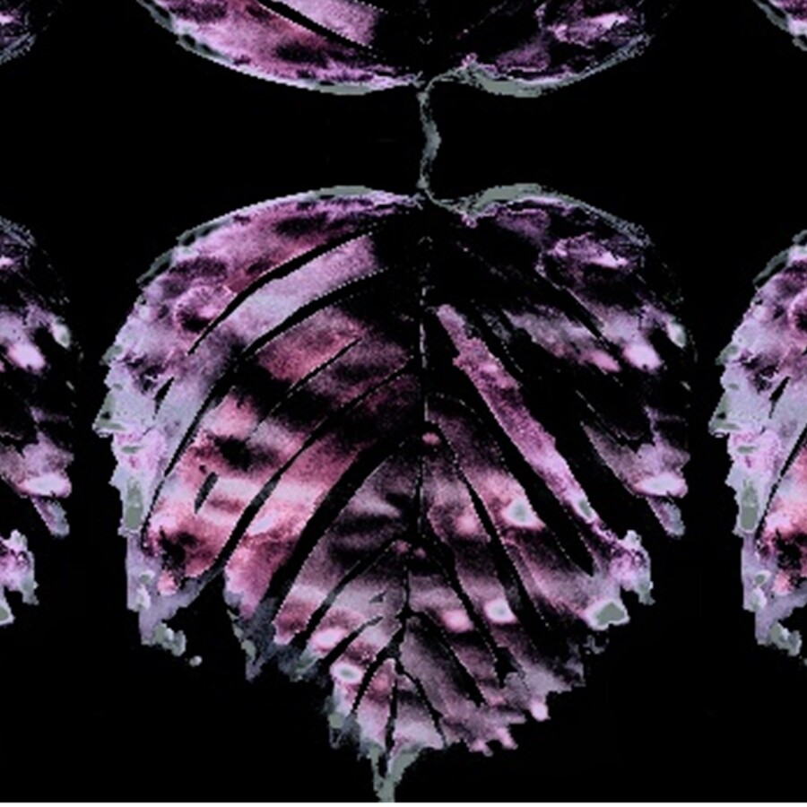 Silver Birch at Midnight Wallpaper | Iona Crawford